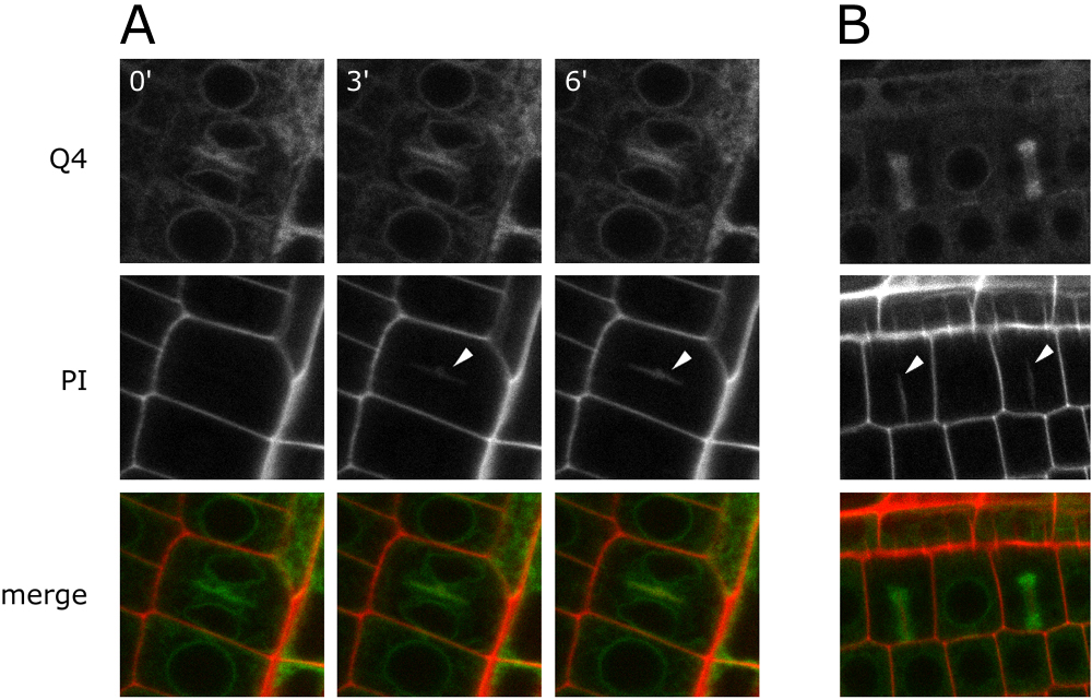 Carnegie Cell Imaging